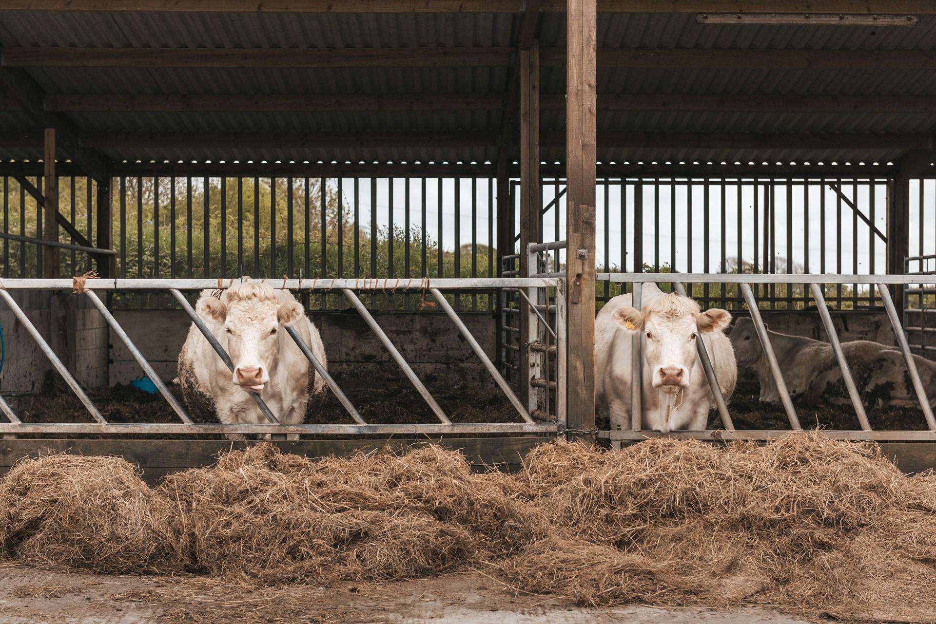 Snug Barn, Mid Cornwall | Aspects Holidays