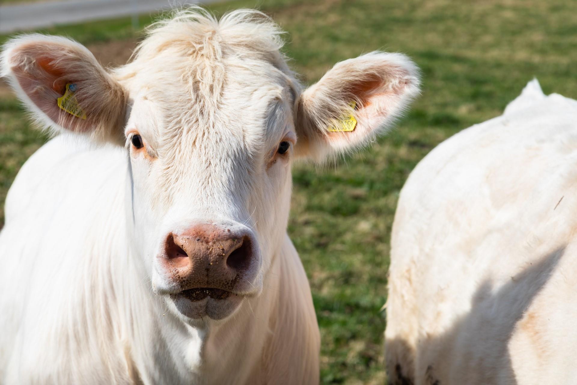 Snug Barn, Mid Cornwall | Aspects Holidays