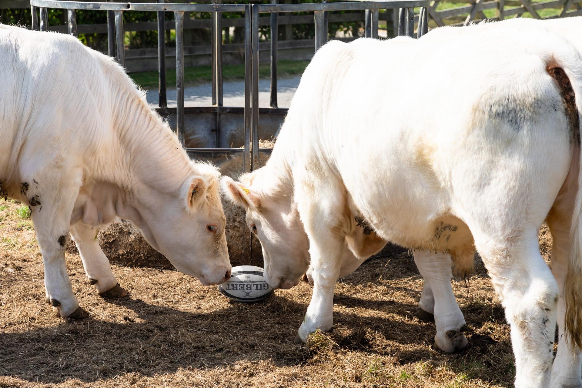 Snug Barn, Mid Cornwall | Aspects Holidays