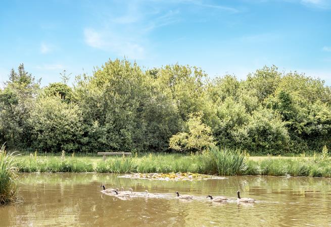 Tree Fern Barn (3621) | Ferienhäuser in Cornwall | Urlaub in Cornwall